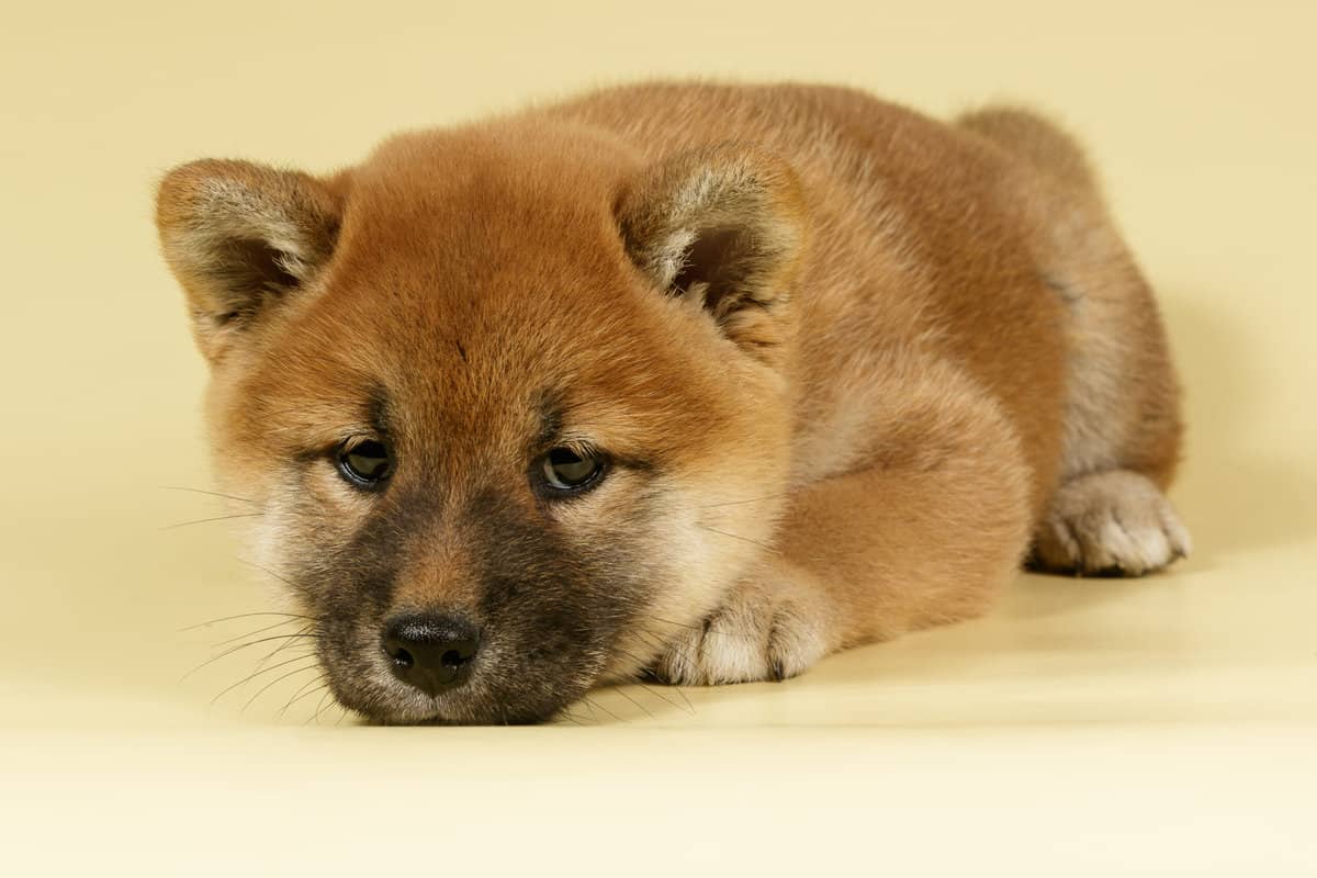 Shiba Inu-Züchter mit Welpen in der Nähe (Liste) - Hunde2.de