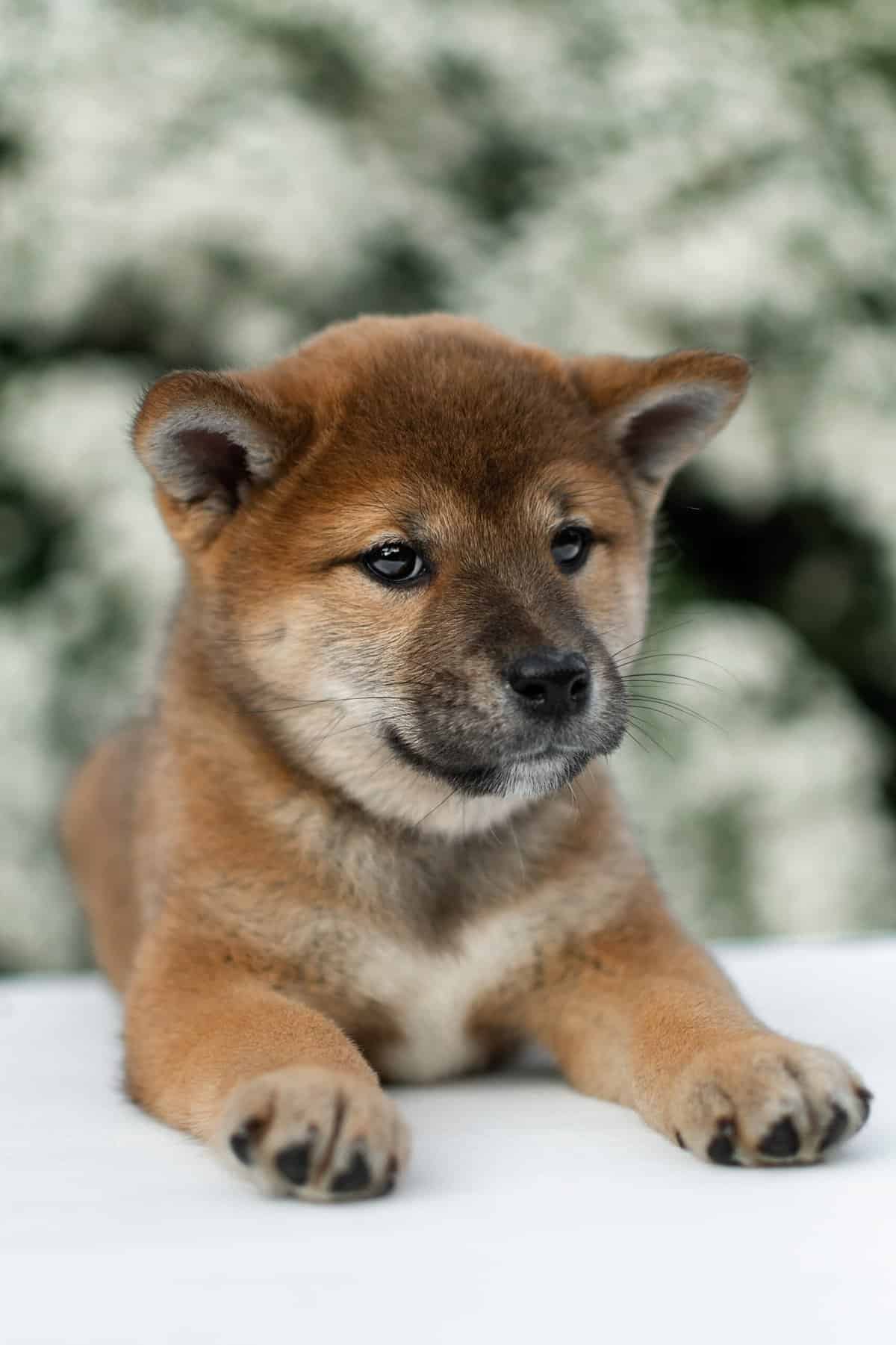 Shiba Inu-Züchter mit Welpen in der Nähe (Liste) - Hunde2.de
