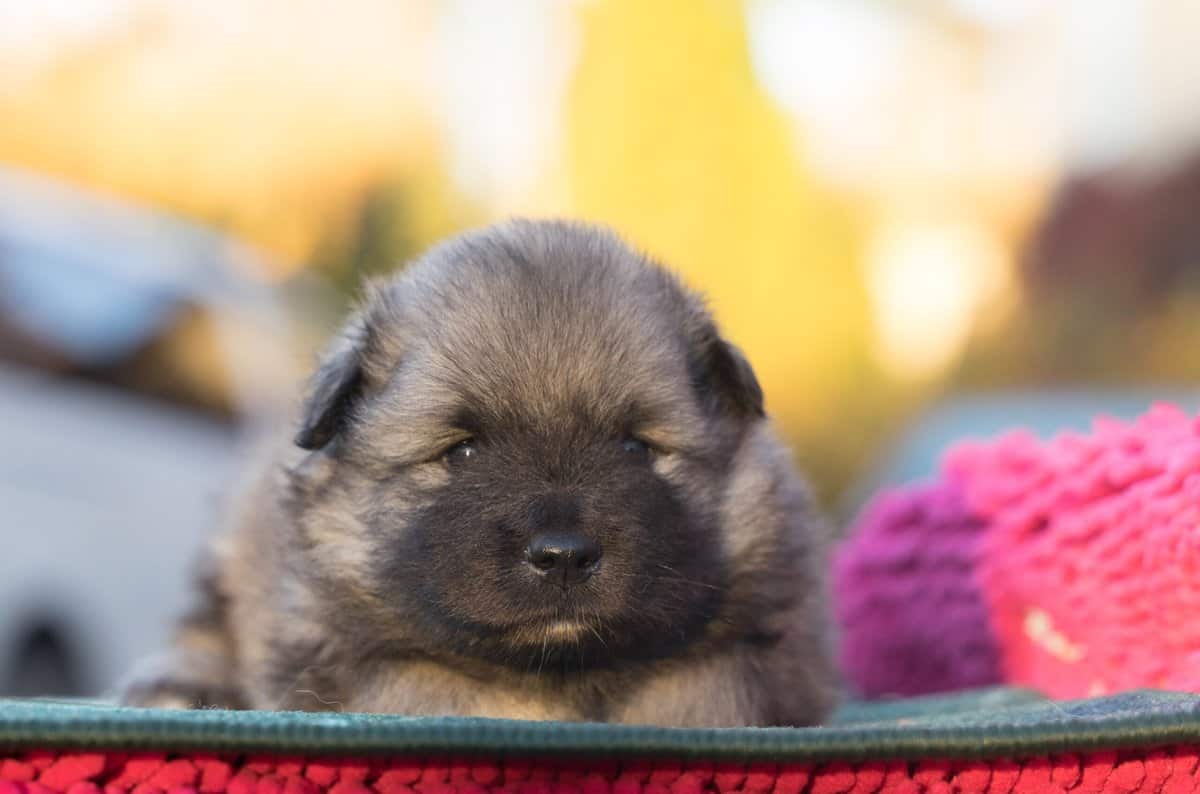 Wolfsspitz-Züchter mit Welpen in der Nähe (Liste) - Hunde2.de