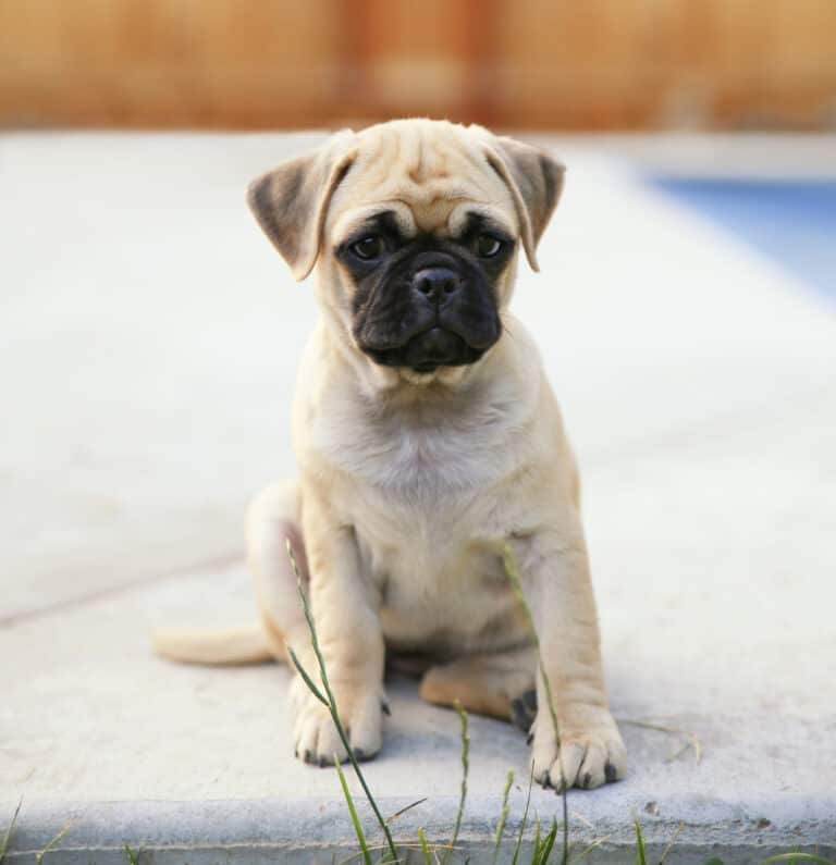 Retro Mops-Züchter mit Welpen in der Nähe (Liste) - Hunde2.de