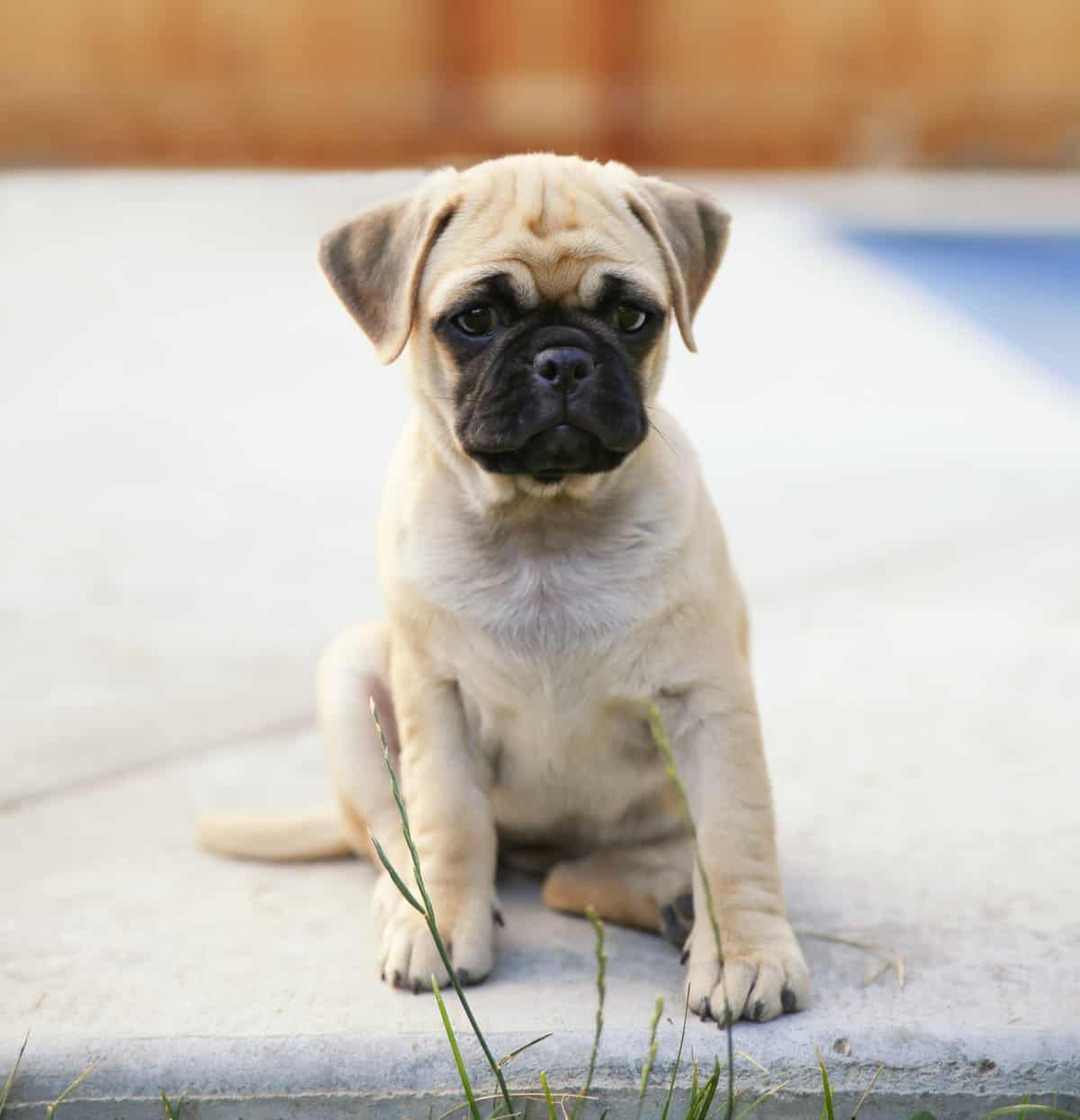 Retro Mops-Züchter mit Welpen in der Nähe (Liste) - Hunde2.de