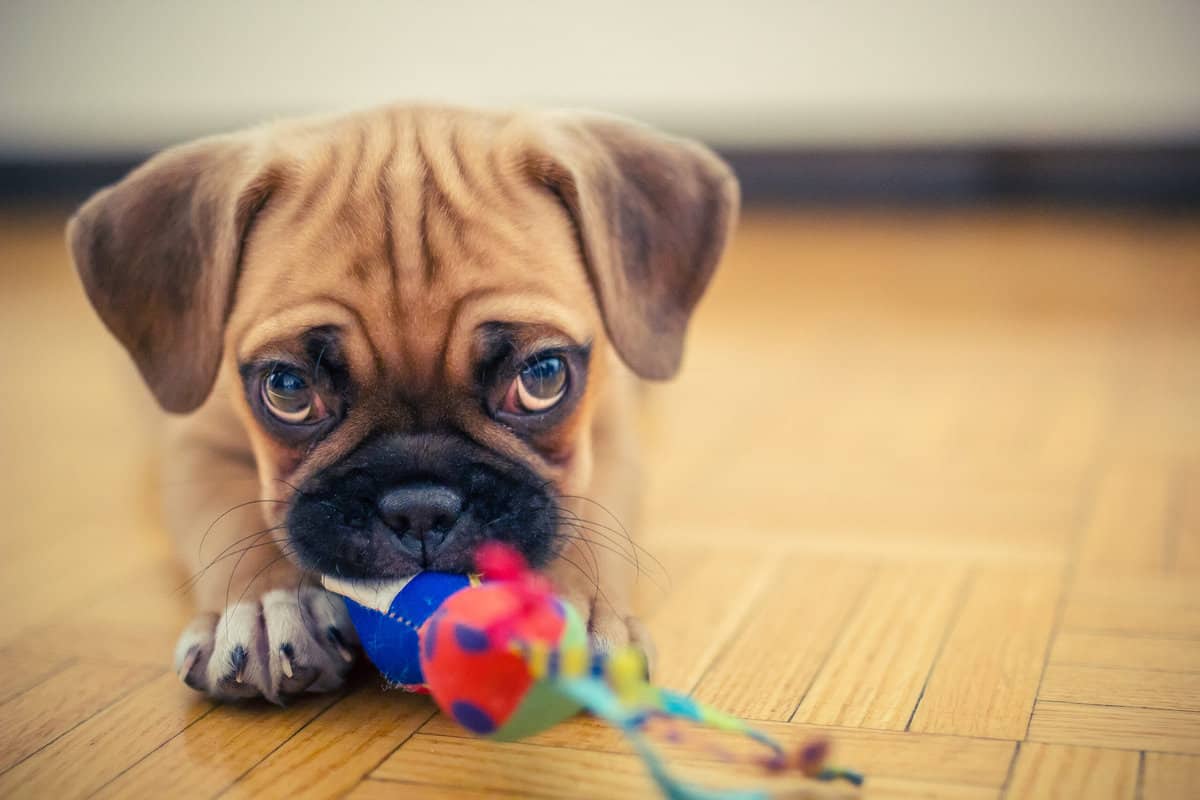 Retro Mops-Züchter mit Welpen in der Nähe (Liste) - Hunde2.de