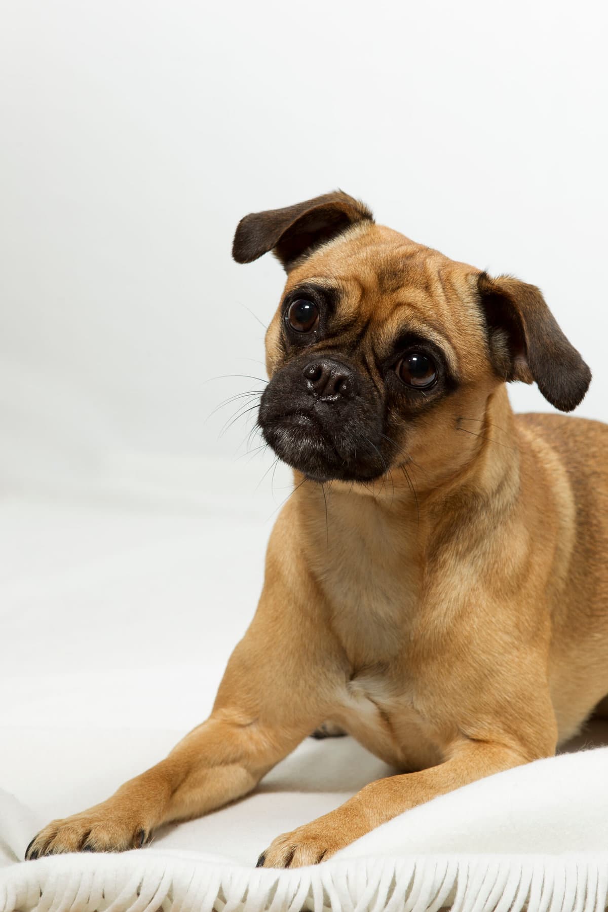 Retro Mops-Züchter mit Welpen in der Nähe (Liste) - Hunde2.de