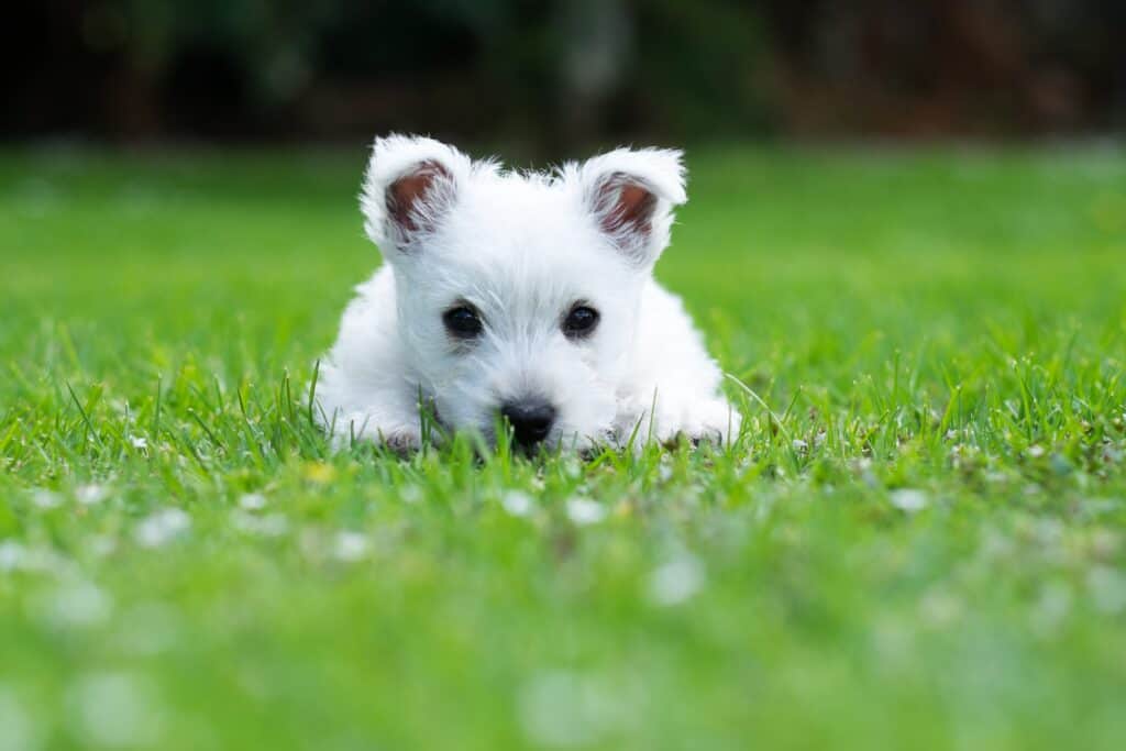 West Highland Terrier-Züchter mit Welpen in der Nähe (Liste) - Hunde2.de