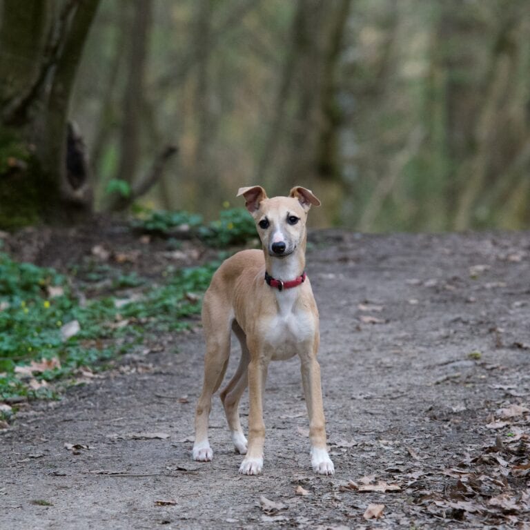 Whippet-Züchter mit Welpen in der Nähe (Liste) - Hunde2.de