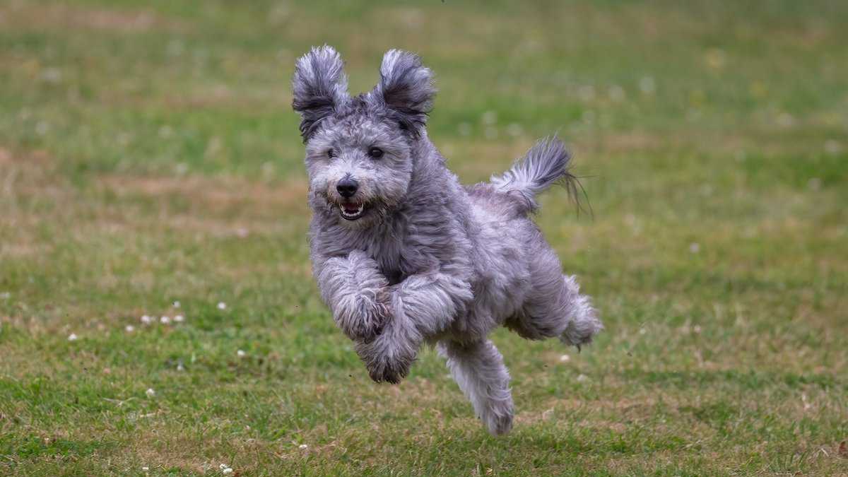 Schne Hunde Aus Ungarn Bilder