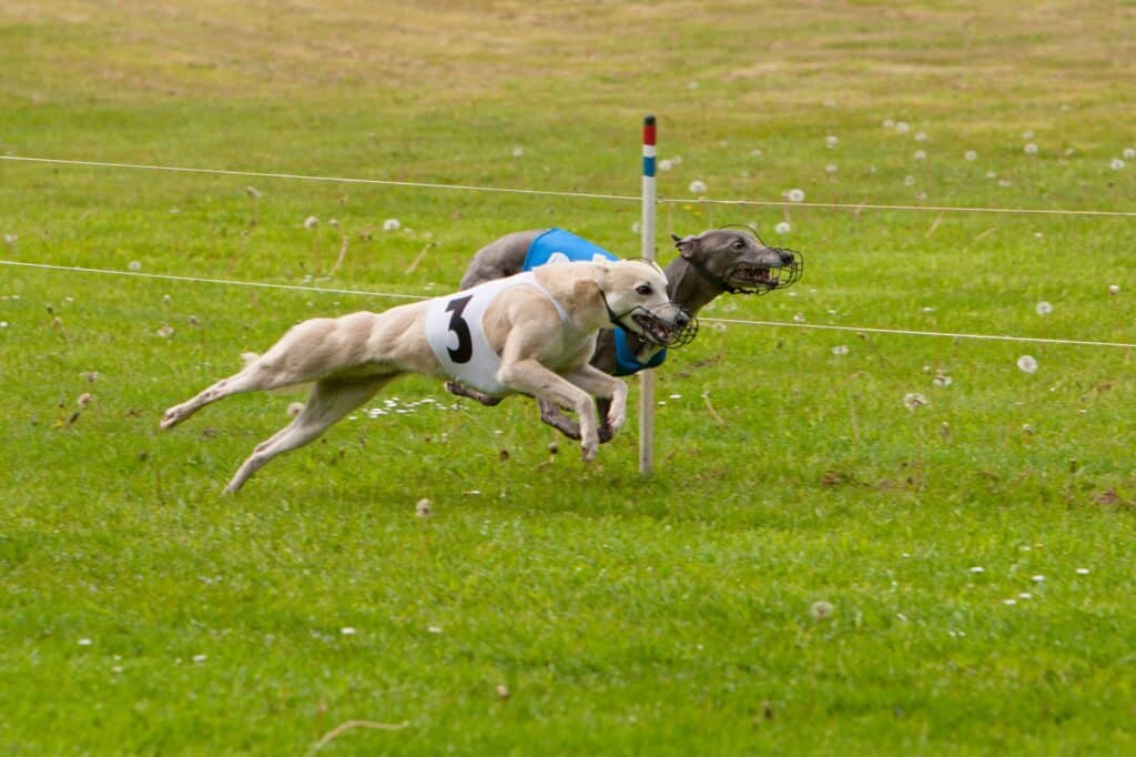 Die 3 kleinsten Windhunde (mit Bildern) - Hunde2.de