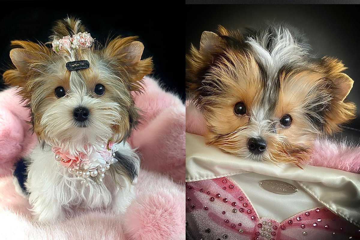 Biewer Yorkshire Terrier-Züchter mit Welpen in der Nähe - Hunde2.de